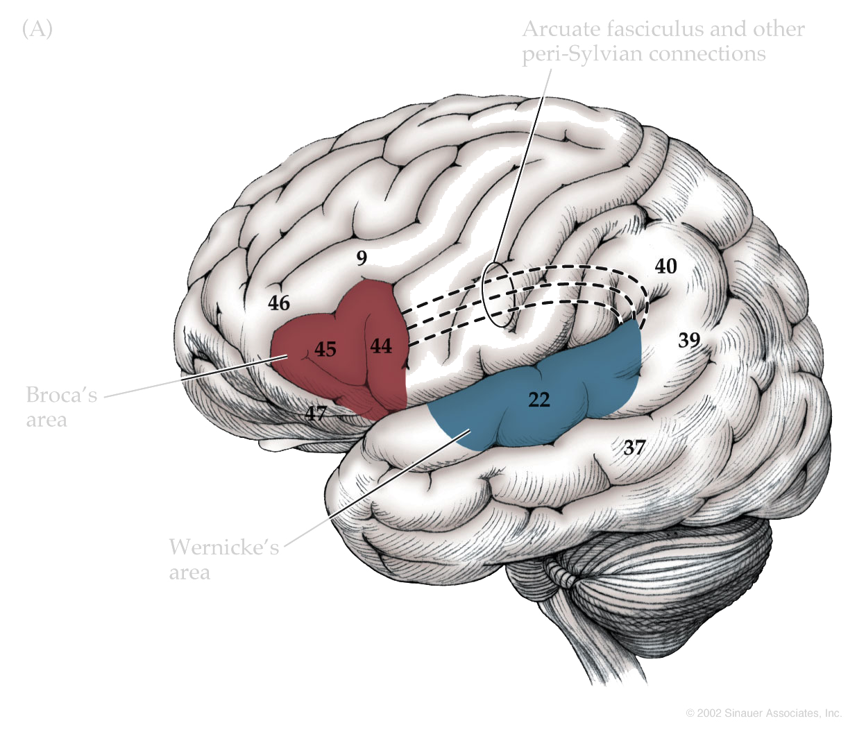 What are brain networks?