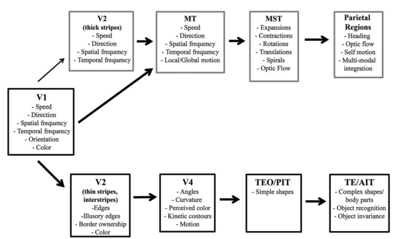 The Visual System