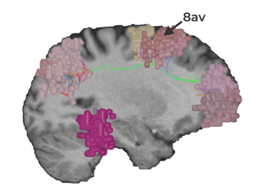 The Central Executive Network