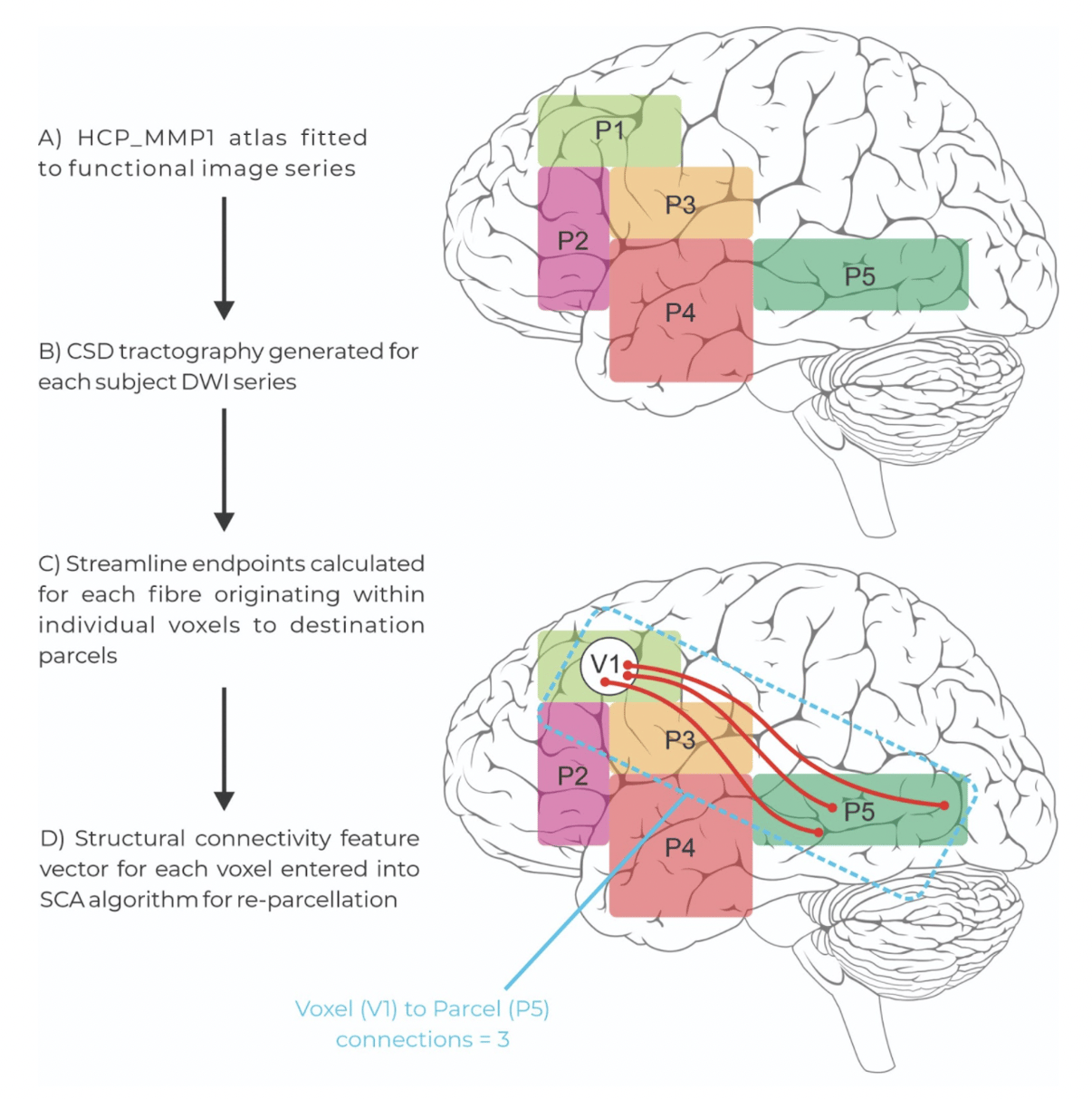 How we build personalized brain maps