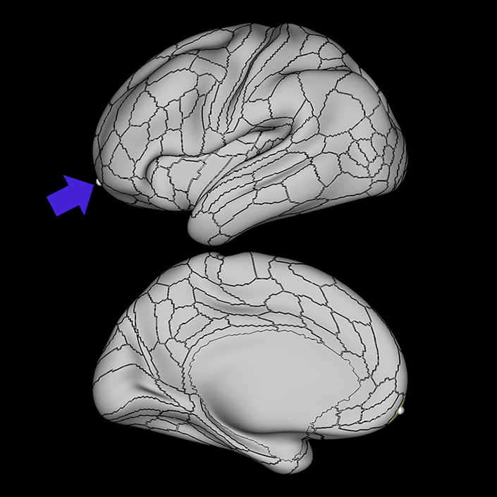 Limbic/Paralimbic System - Connectome Guide