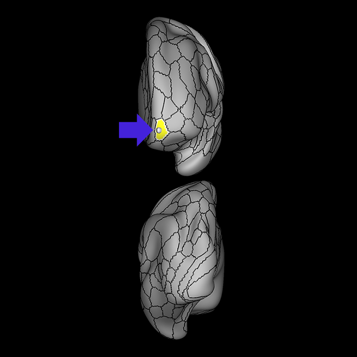 Limbic/Paralimbic System - Connectome Guide