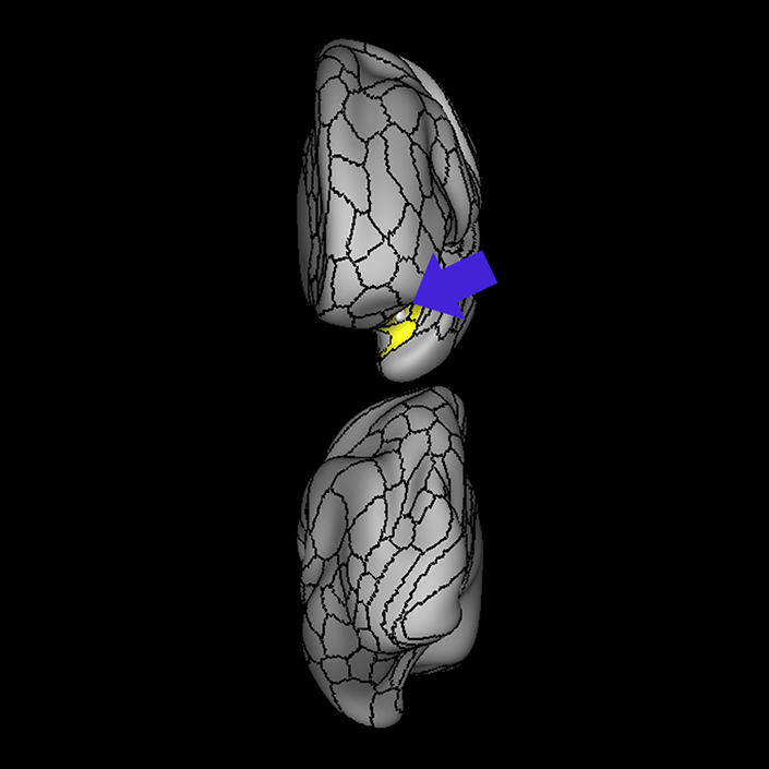 Limbic/Paralimbic System - Connectome Guide