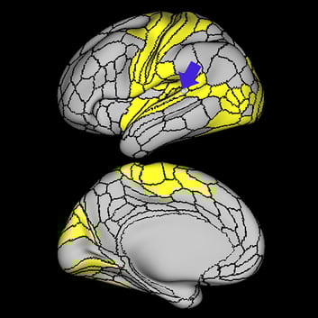 Auditory Network - Connectome Guide