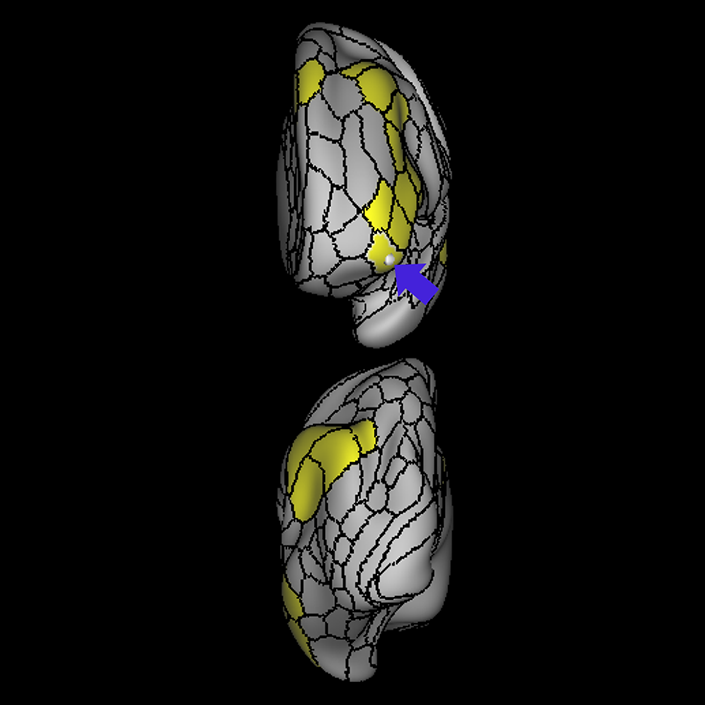 Central Executive Network - Connectome Guide