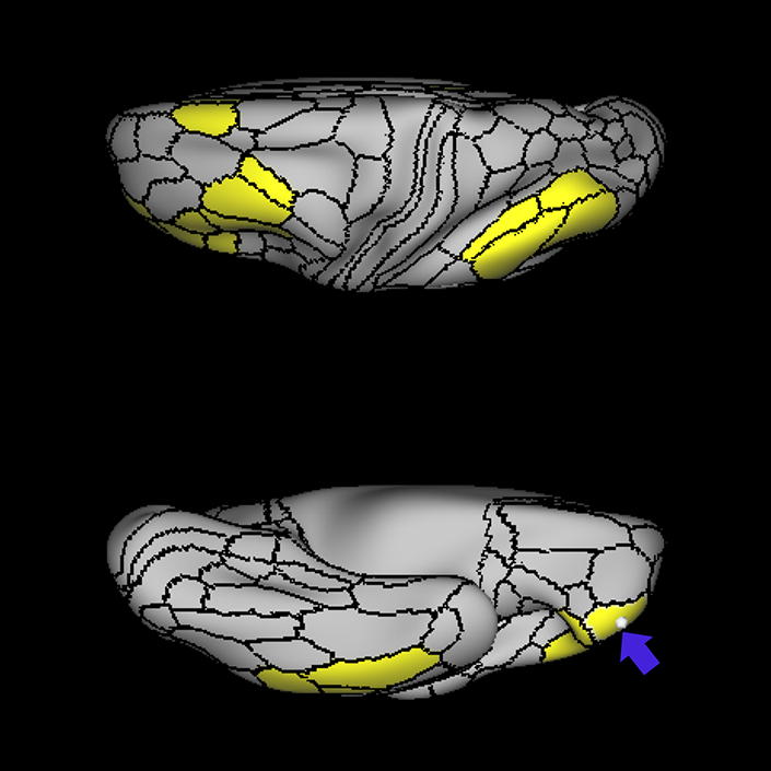 Central Executive Network - Connectome Guide