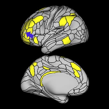 Central Executive Network - Connectome Guide